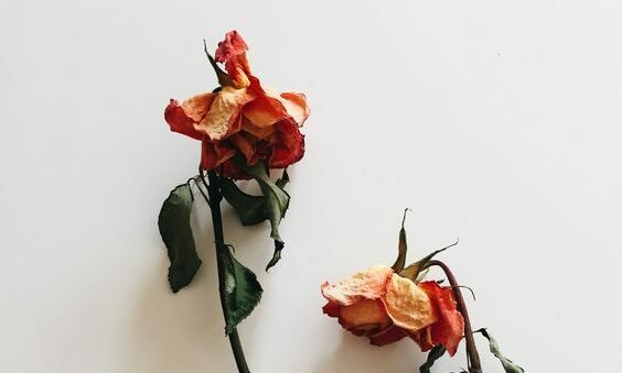 Fiction | Arrangements Have Been Made by Alice Jolly - The London Magazine